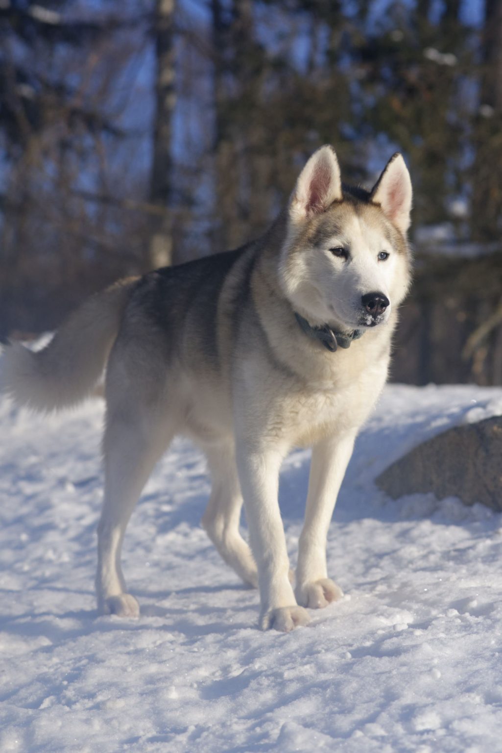Meet our Huskies – Winterdance Dogsled Tours in Haliburton, Canada